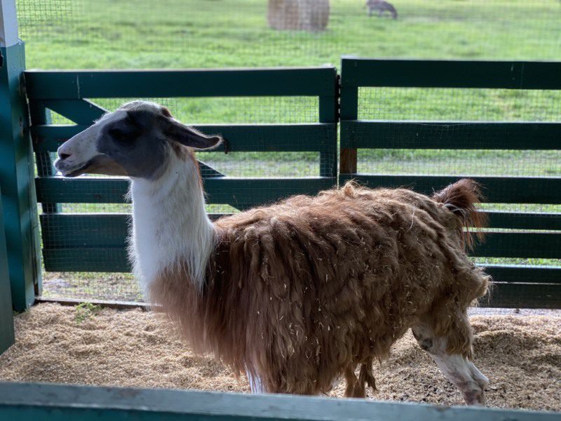 How to Visit Central Florida's Westgate River Ranch on a Budget